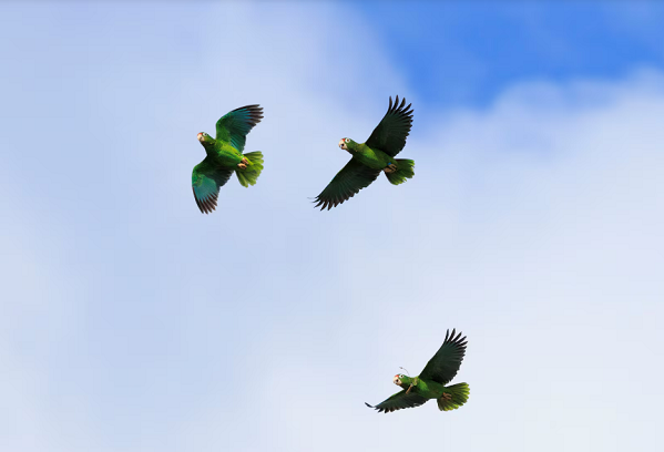 Hope for the Puerto Rican parrot: wild population in El Yunque reaches ...